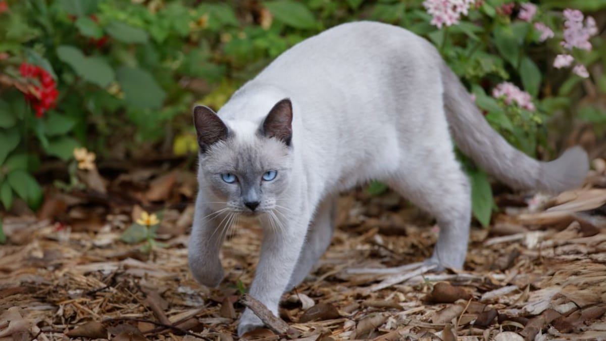 Kot tajski - kot syjamski starego typu