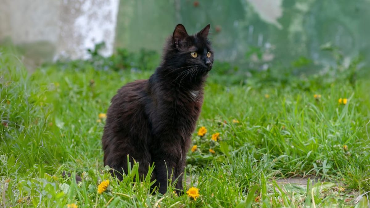 York chocolate (gatto): prezzo, carattere e tanto altro