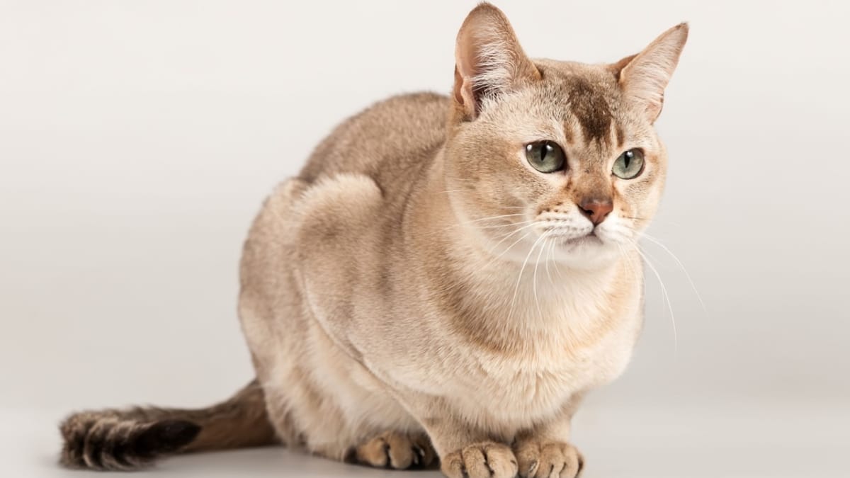 The Burmilla: Information about this cat breed
