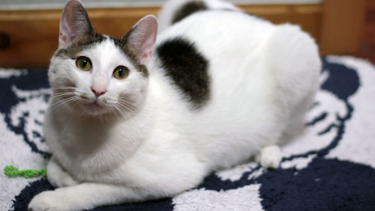 Japanese Bobtail Elevage