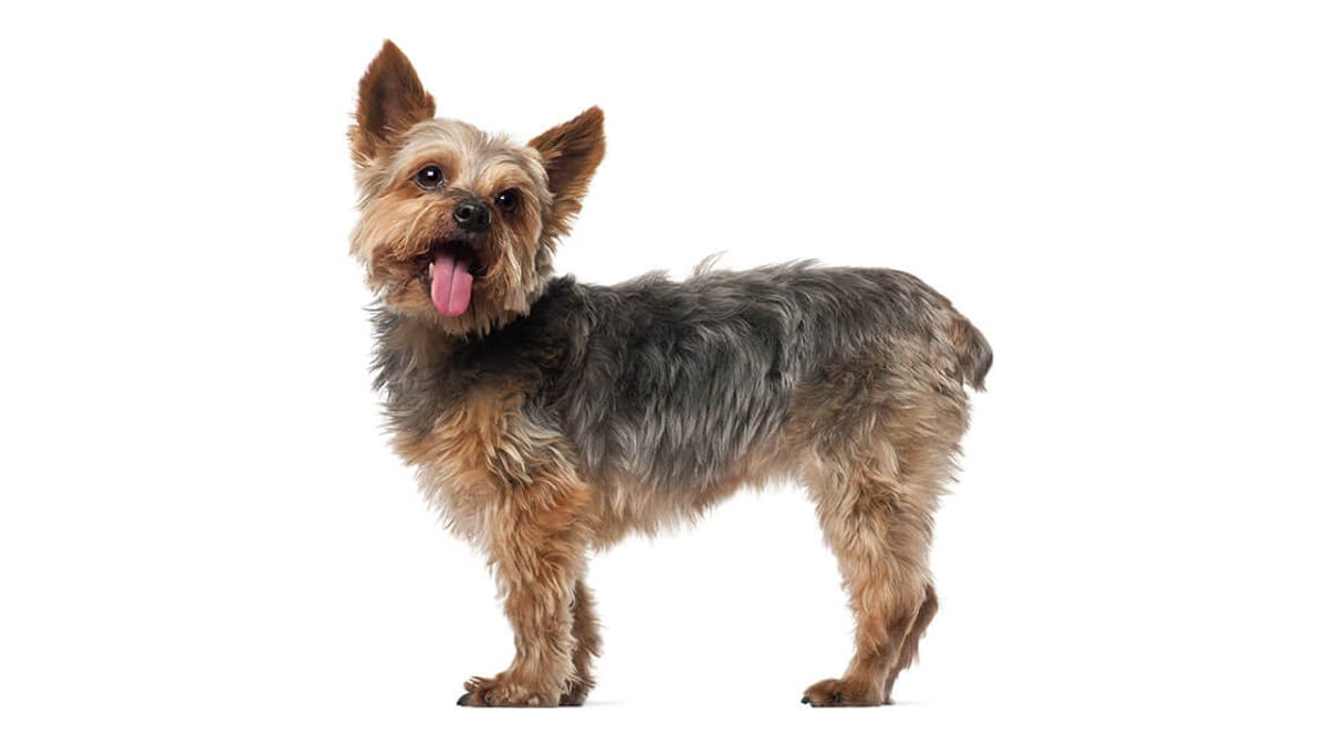 Yorkshire Terrier Prezzo Carattere E Altro Wamiz