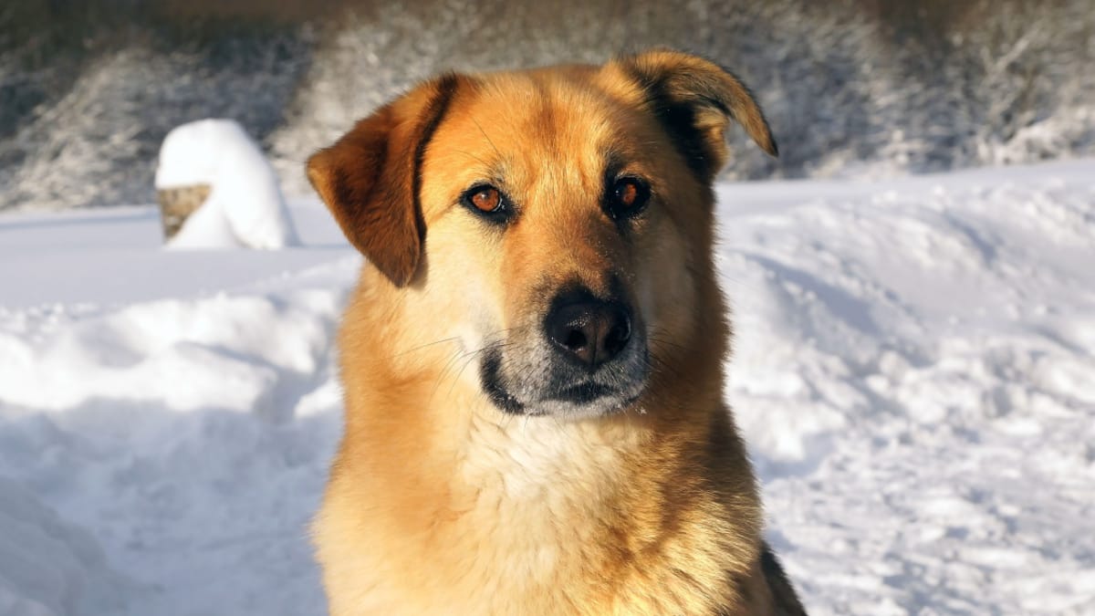 Chinook: History, price, and more about this rare breed