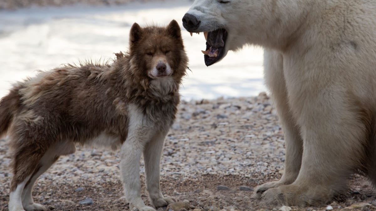 Canadese Eskimohond: Alle informatie over het hondenras
