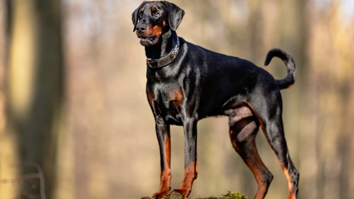 Dobermann: blu, bianco, marrone, tutte le info su questa razza di cane