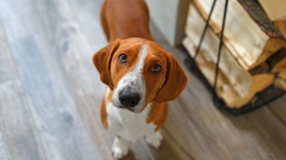 Drever : prix, caractère, alimentation, santé