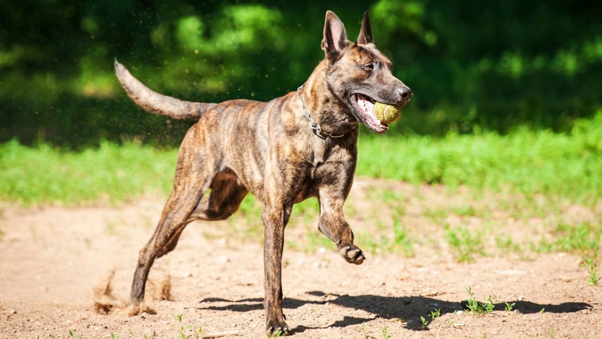 The Dutch Shepherd: Information about this medium sized dog