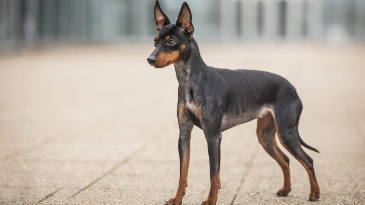 The English Toy Terrier: Information and facts