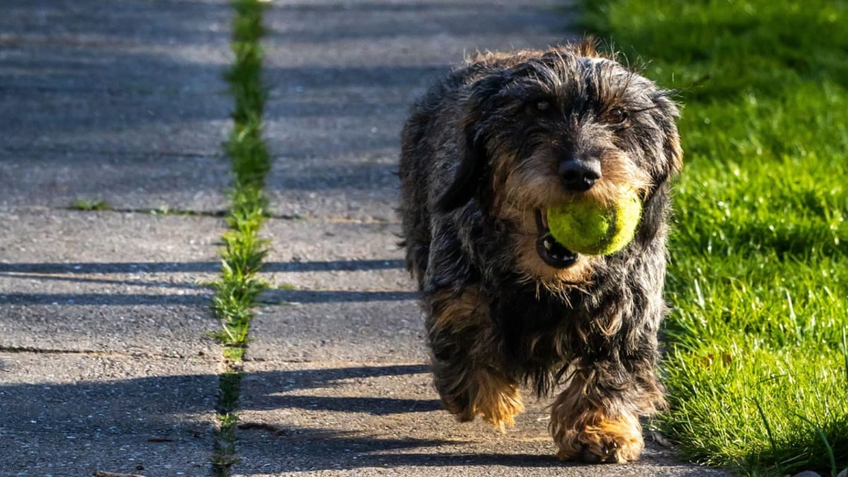 Zwarte Labrador Teckel Mix