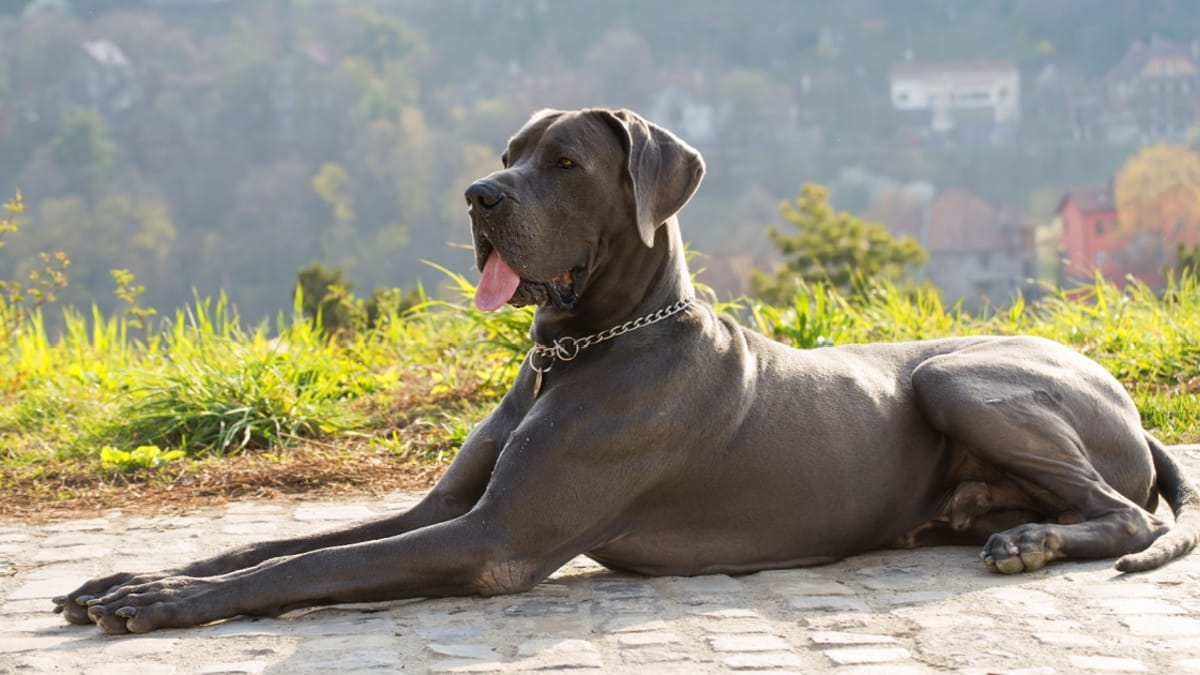 Que Fuerte Es Un Gran Danes