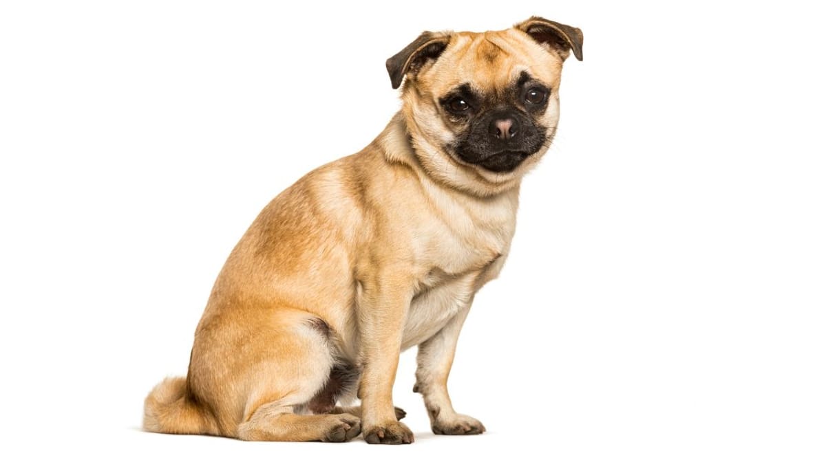 Chihuahua-Mops Mix: Mischling Chug