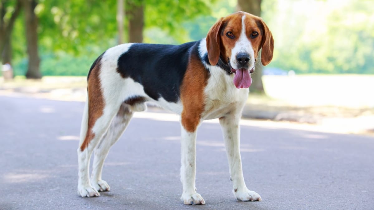 Harrier dog breed: Temperament, lifespan, price, origins