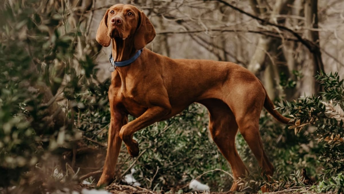 Vizsla dog breed: Life expectancy, temperament, puppy, weight, height