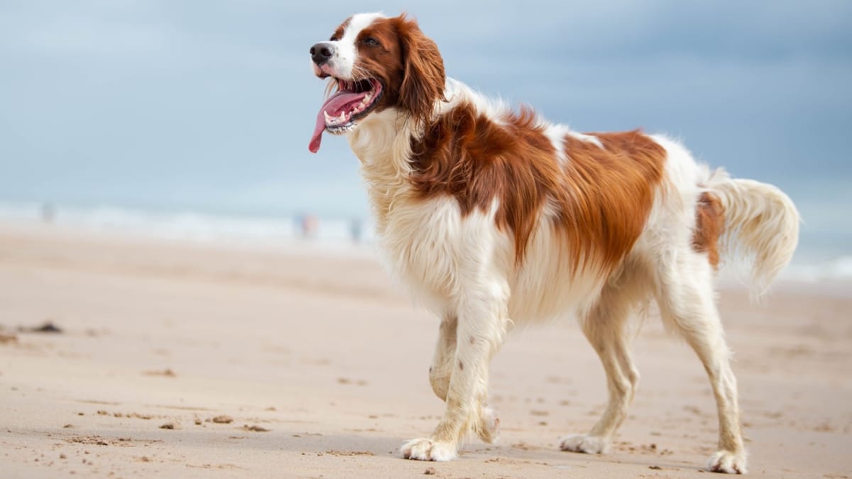 The Irish Red and White Setter: All about the breed