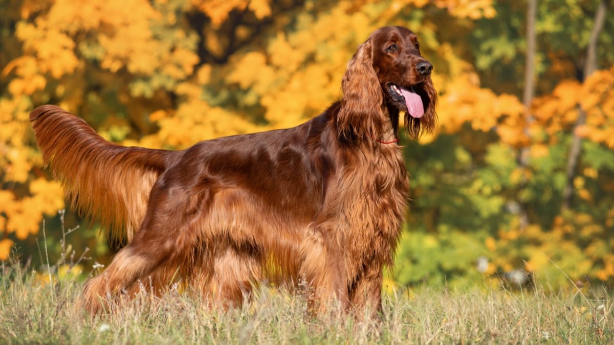Setter irlandés: todo lo que necesitas saber sobre esta raza.