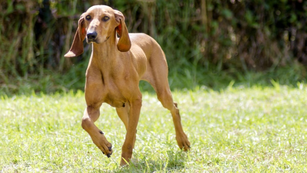 Segugio italiano: a pelo raso o a pelo forte, ecco cosa c'è da sapere