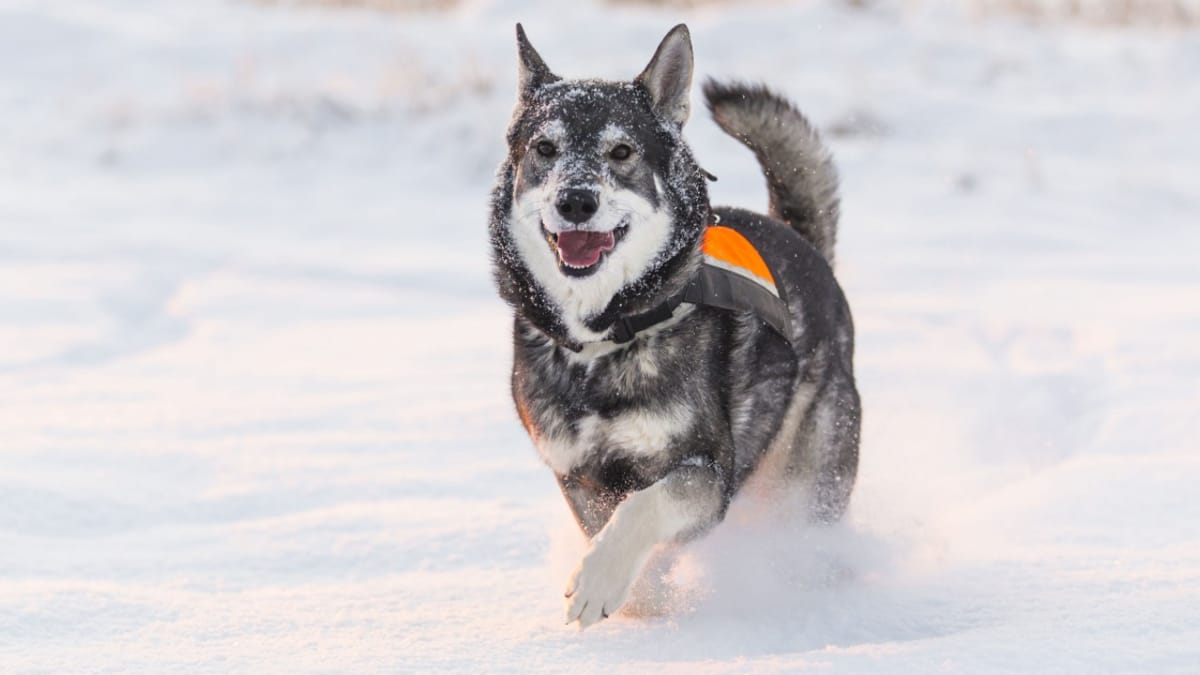 Chien d'élan suédois : prix, caractère, alimentation, santé