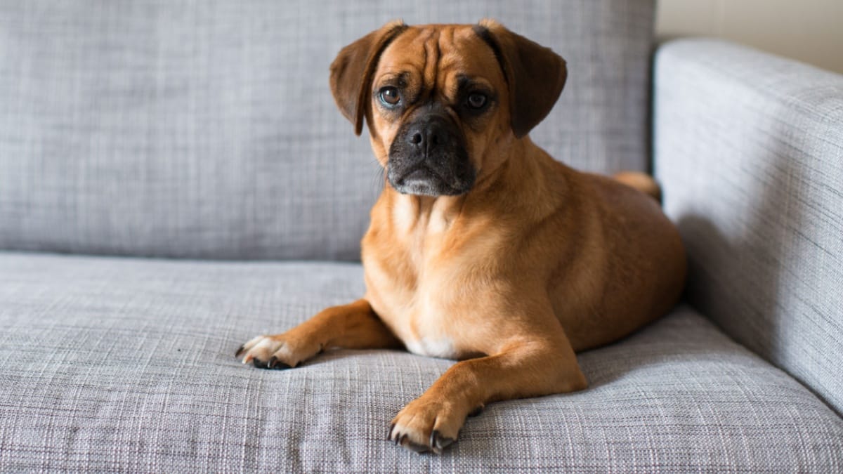 Puggle dog store