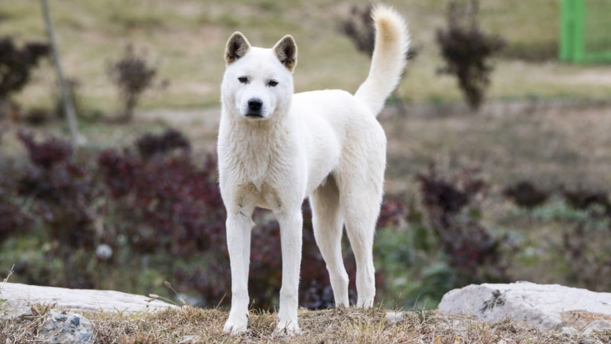 Korea Jingo Dog: tutte le informazioni sulla razza