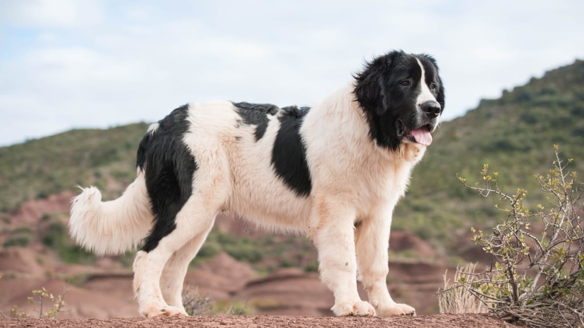 Landseer Dog: Size, Temperament, Life Expectancy, Price
