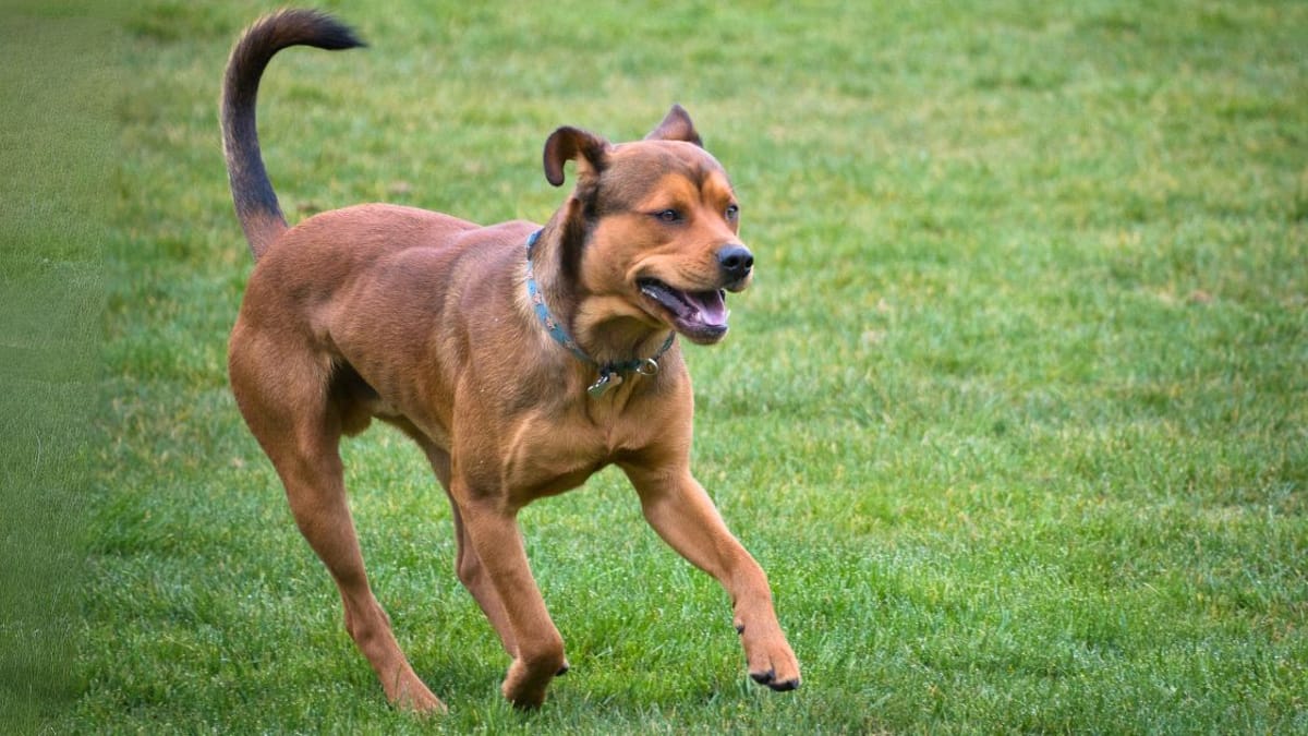 Mezcla De Rottweiler Y Labrador Negro Dos Perros Pitbull Mezcla A La