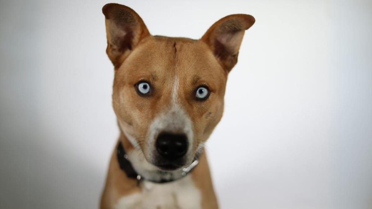 Pitsky : caractère, éducation et prix du croisé pitbull husky