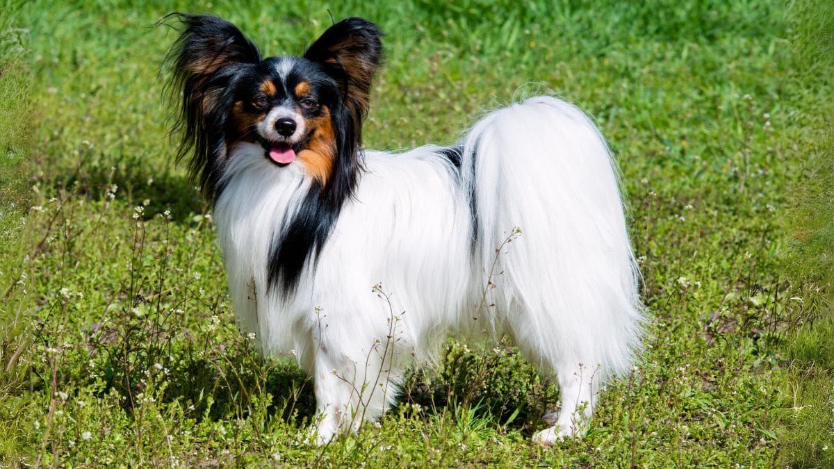 Papillon (cane): prezzo, carattere, quanto abbaia e altro