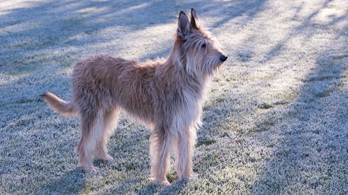 The Picardy Sheepdog: Information, origins and facts