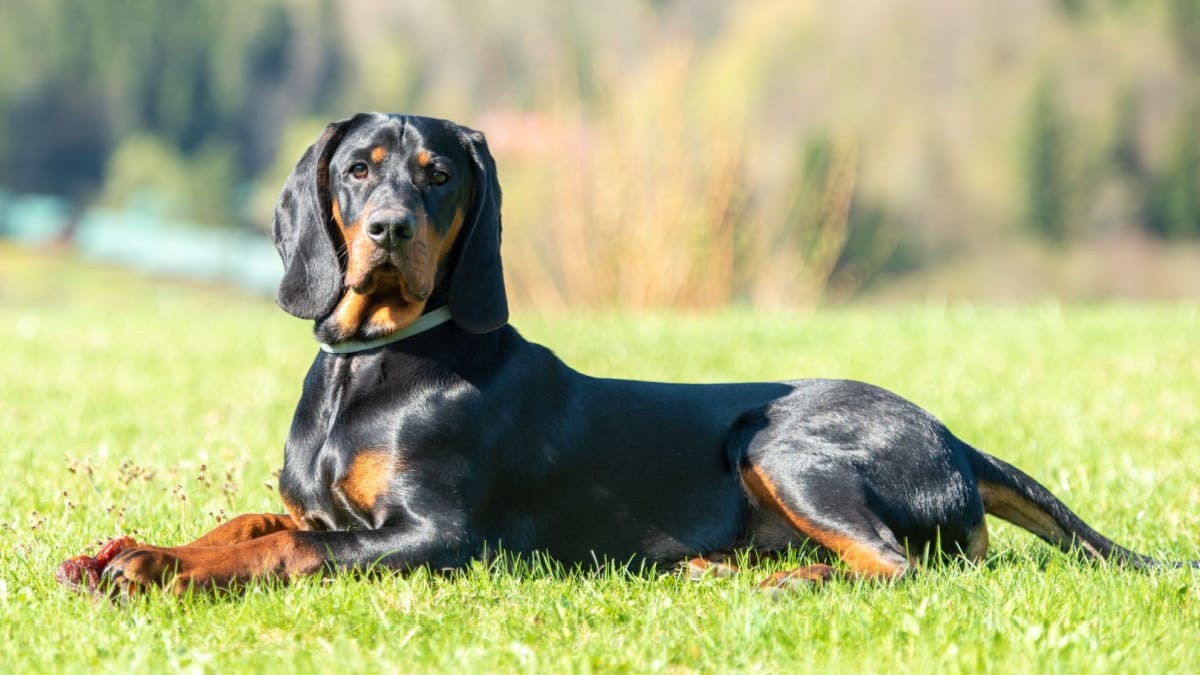 Gonczy Polski of Poolse hond: Alle informatie over dit actieve hondenras