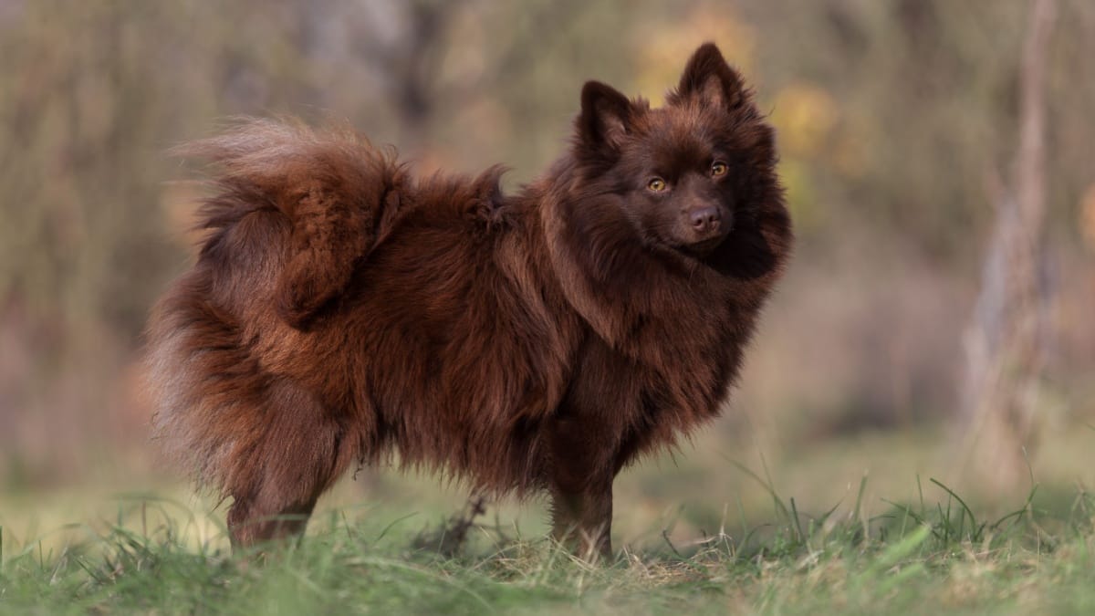Pomeranian, Wolfsspitz, Deutscher Spitz: Alles zur Hunderasse