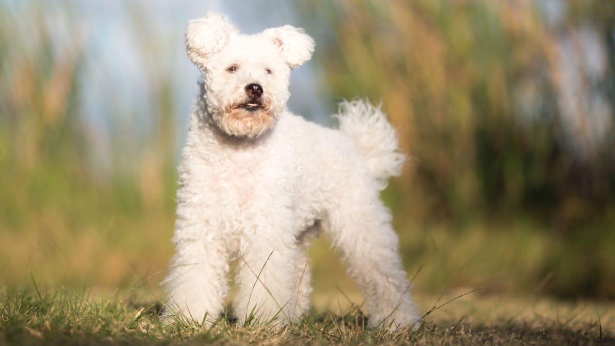 Pumi: prijs, blaffen, persoonlijkheid, verzorging en temperament