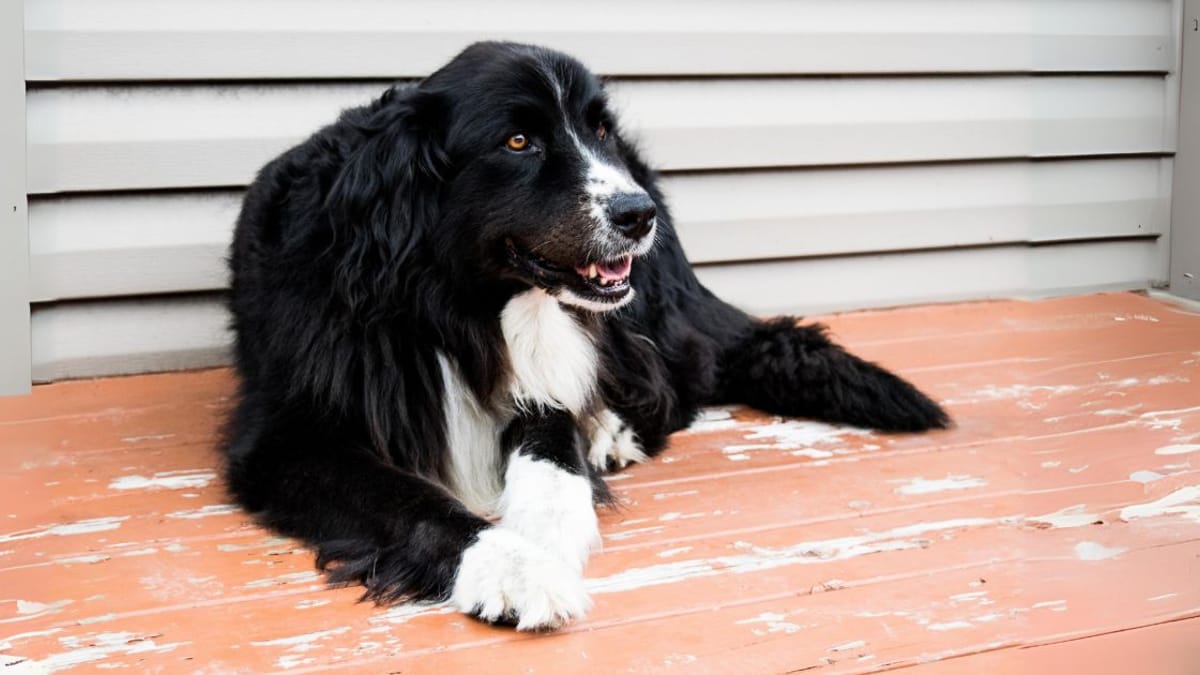 Labernese: The Labrador, Bernese Mountain Dog cross