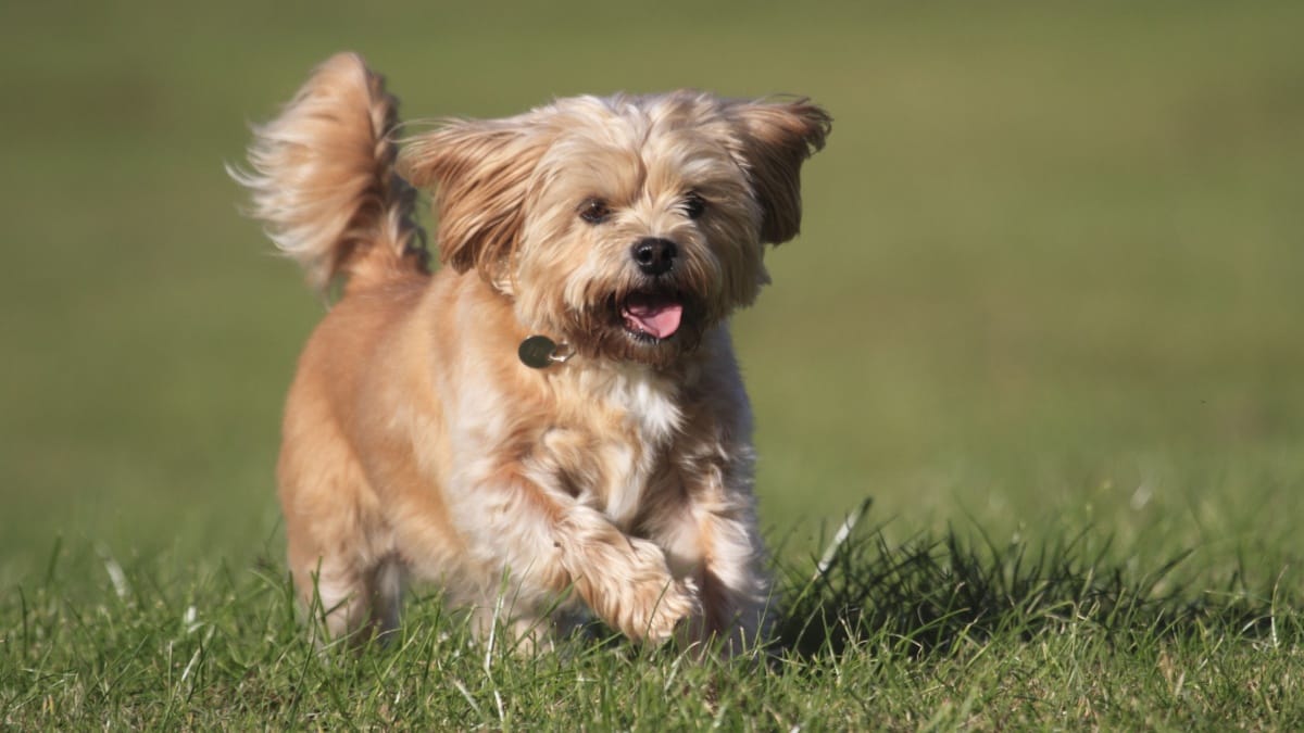 Shorkie: Shih Tzu Mix Yorkshire Terrier