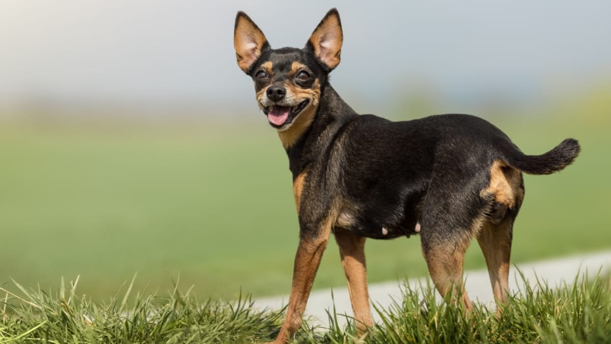 Prague Ratter: price, character, food, health