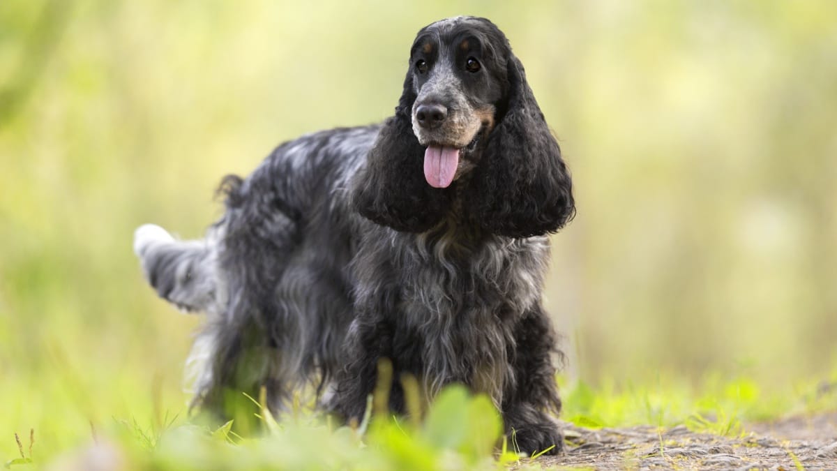 Cocker Spaniel inglés: precio, características y comportamiento de esta ...