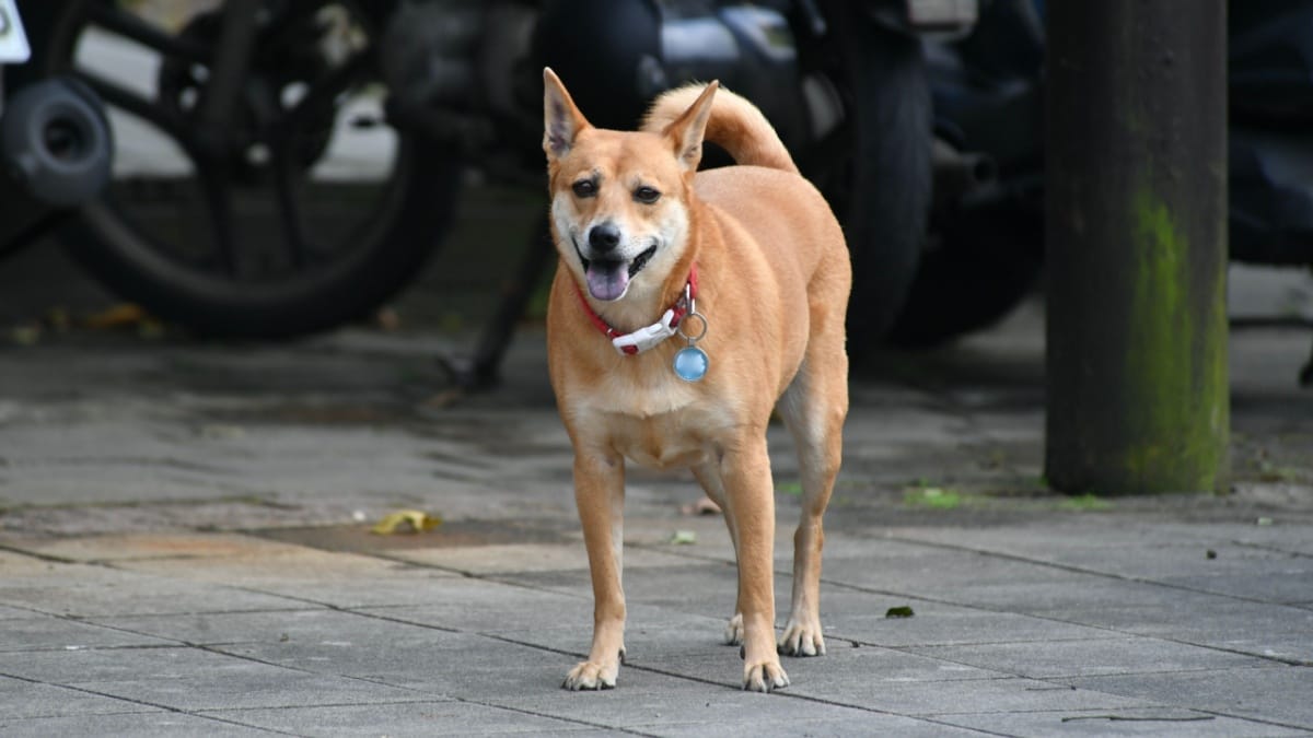 Taiwandog: Alle informatie over dit hondenras