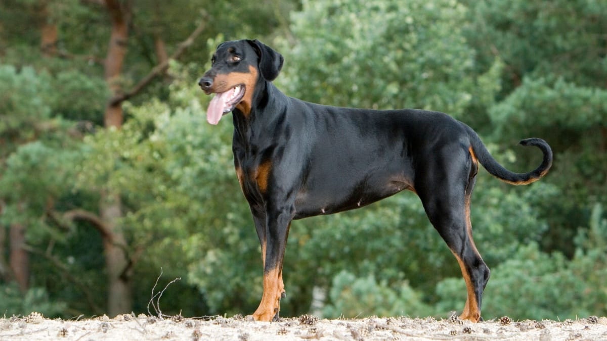 Dobermann: blu, bianco, marrone, tutte le info su questa razza di cane