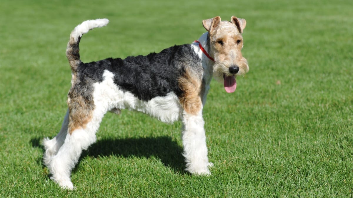 Fox Terrier: Breed Standard, Health Issues, Temperament