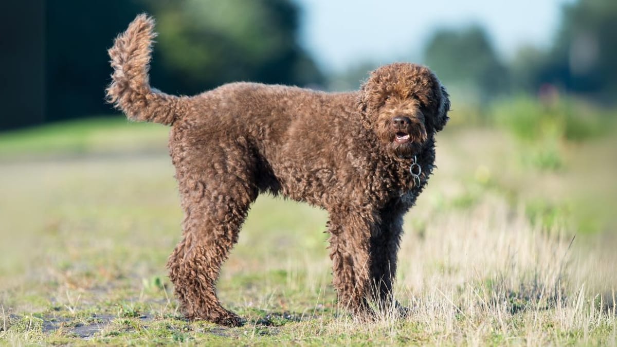 French Water dog: Information and facts