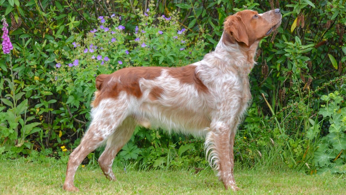 Spaniel bretón: todo lo que debes saber sobre esta raza