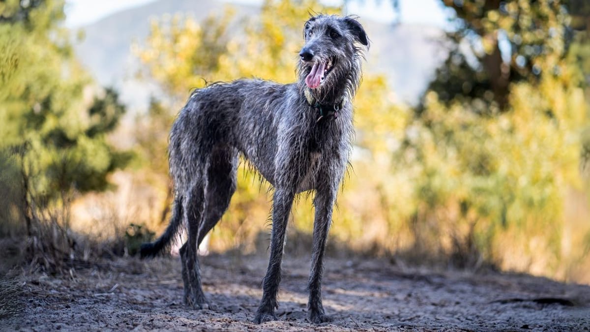 Lebrel escocés: precio, características y comportamiento de esta raza ...