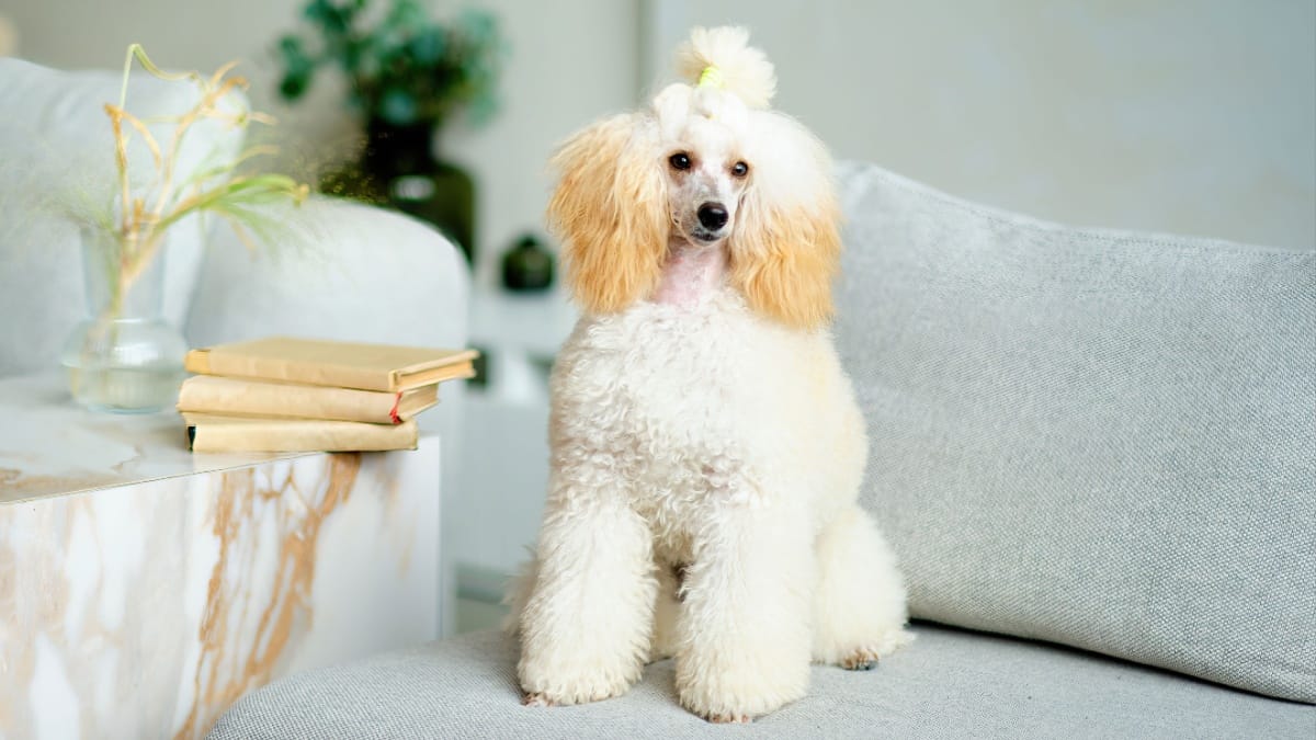 Dwergpoedel: prijs, karakter, gezondheid, voeding en meer