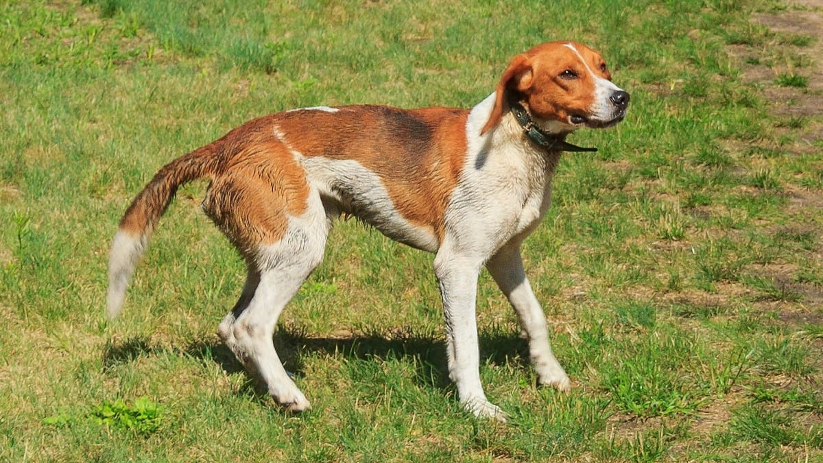 The German Hound: Information about this dog