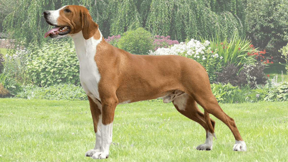 Posavac Hound: Breed Standard, Characteristics, Health