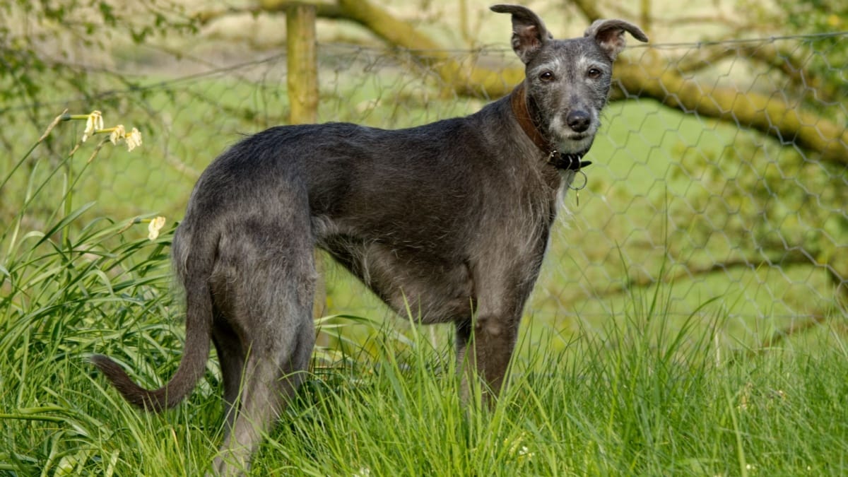 Lurcher perro