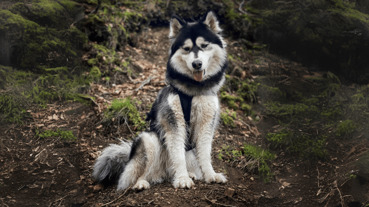 Samsky : caractère, éducation et prix du croisement samoyède husky