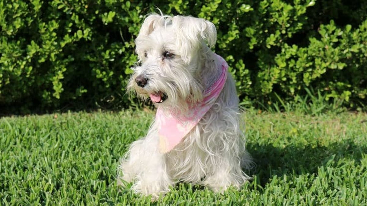 Piometra nel cane: sintomi e intervento