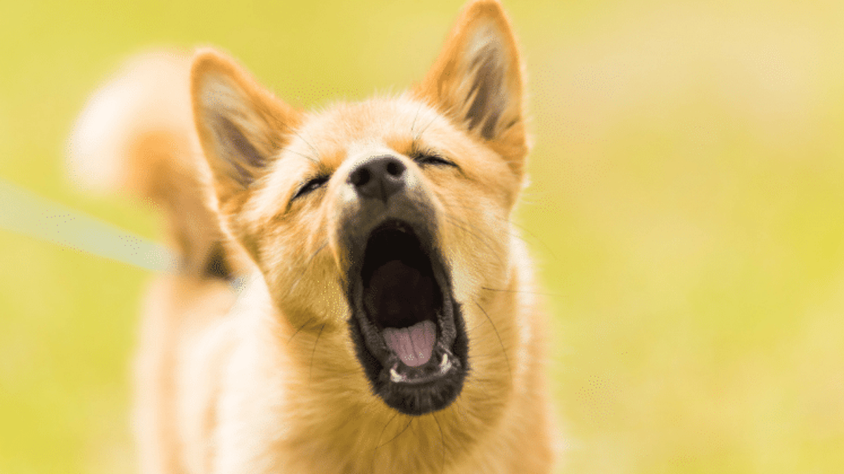 The different barks a dog can make and what they mean | Wamiz