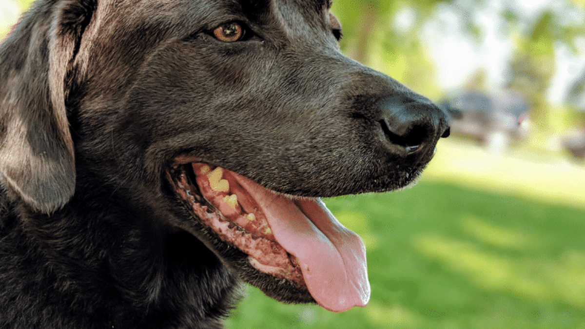 Dog panting: everything you need to know