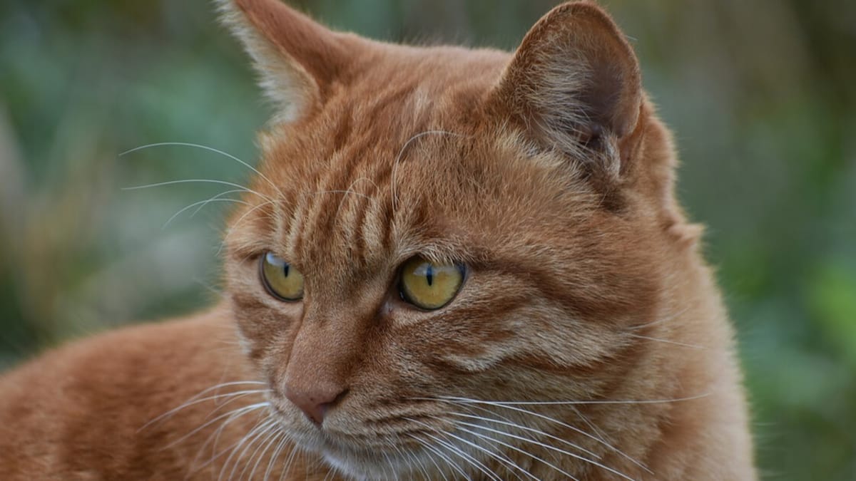 Cats that look like tigers