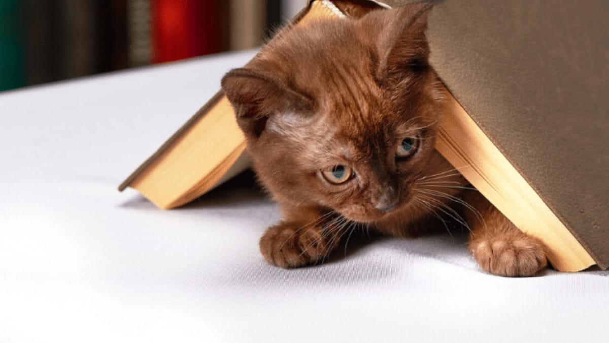 Understanding your kitten's behaviour: The different stages of kitten ...